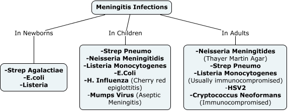 Meningitis Infections